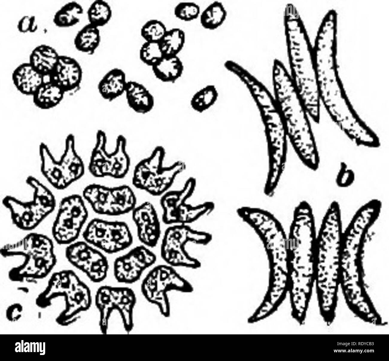 Phycophyta hi-res stock photography and images - Alamy