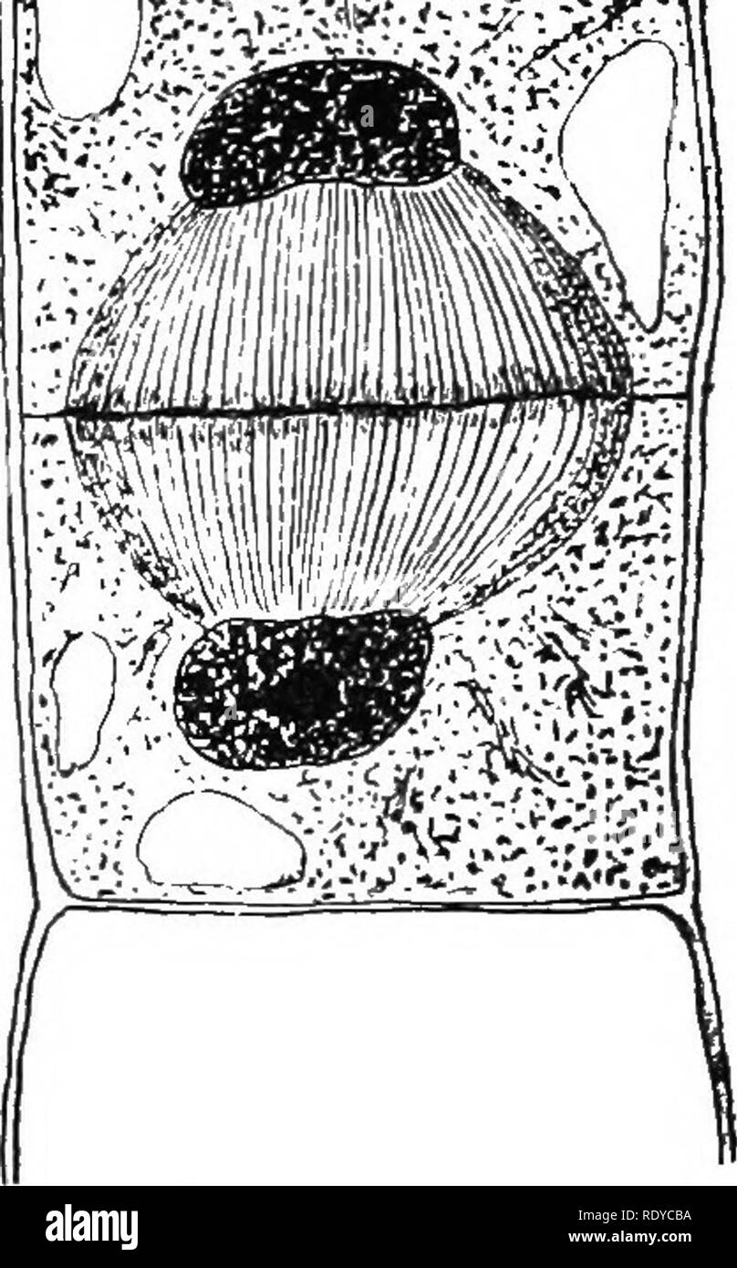 . The plant cell, its modifications and vital processes; a manual for ...