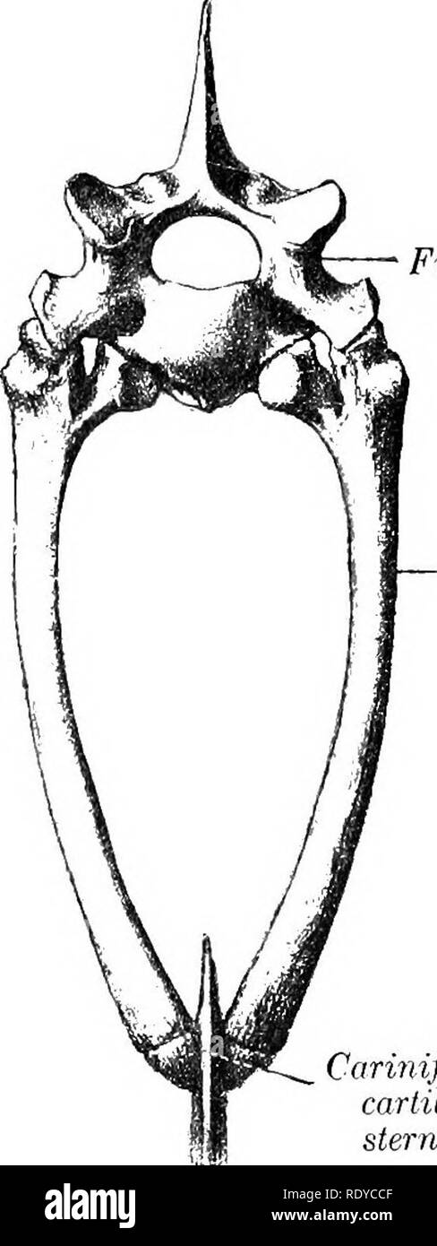 . The anatomy of the domestic animals . Veterinary anatomy. THE THORAX ...