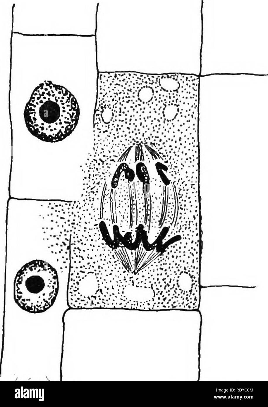 . The plant cell, its modifications and vital processes; a manual for ...