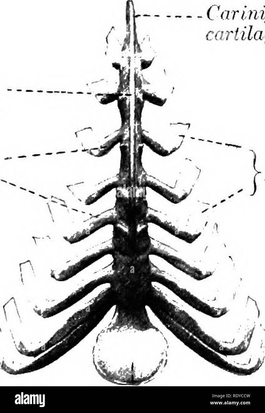 Horse rib Black and White Stock Photos & Images - Alamy