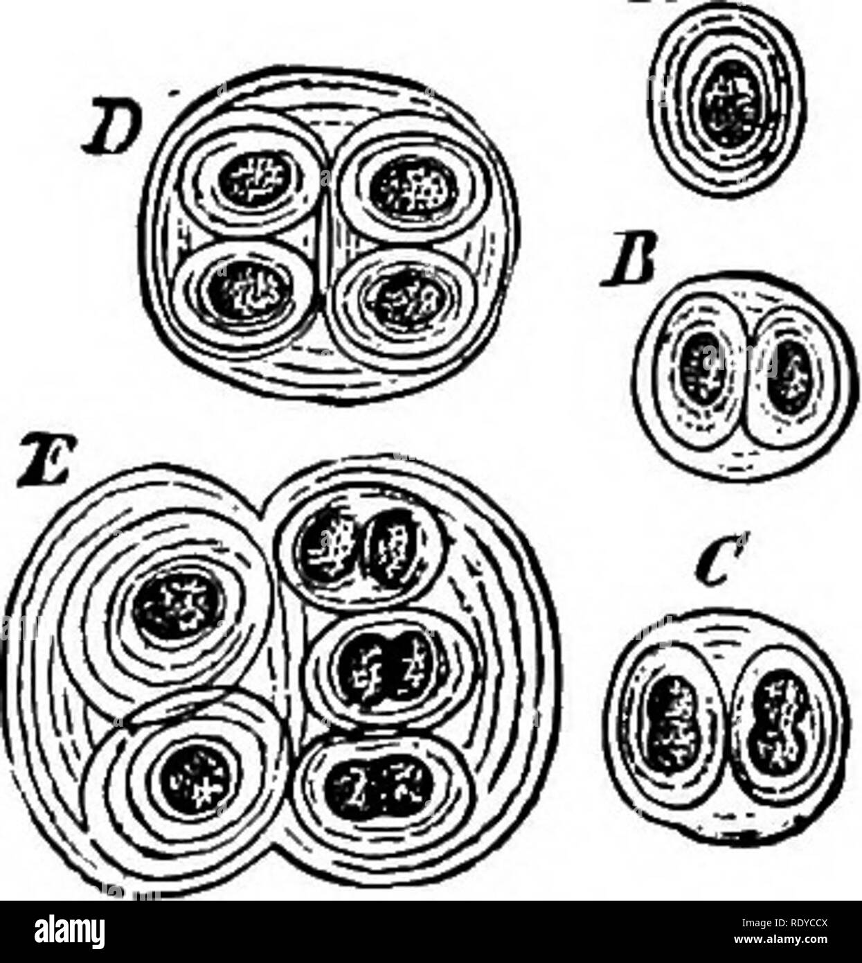 Gloeocapsa Slide Labeled