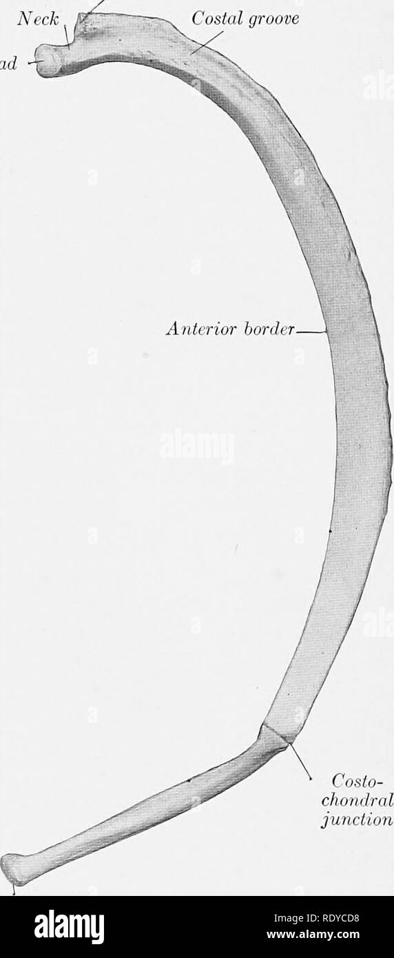 . The anatomy of the domestic animals . Veterinary anatomy. Sternal ...