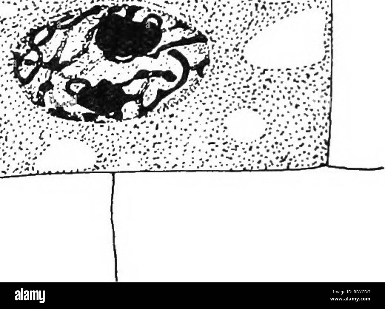 Photomicrograph of a plant cell Black and White Stock Photos & Images ...