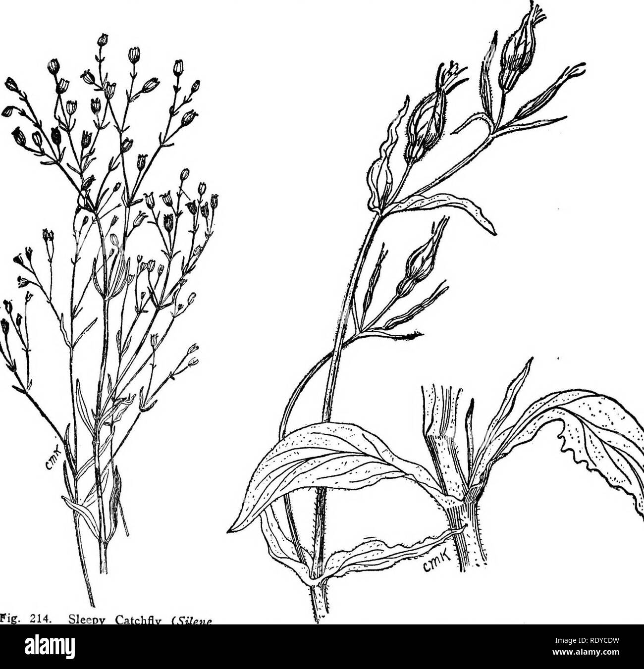 Leaves oblanceolate to linear Black and White Stock Photos & Images - Alamy