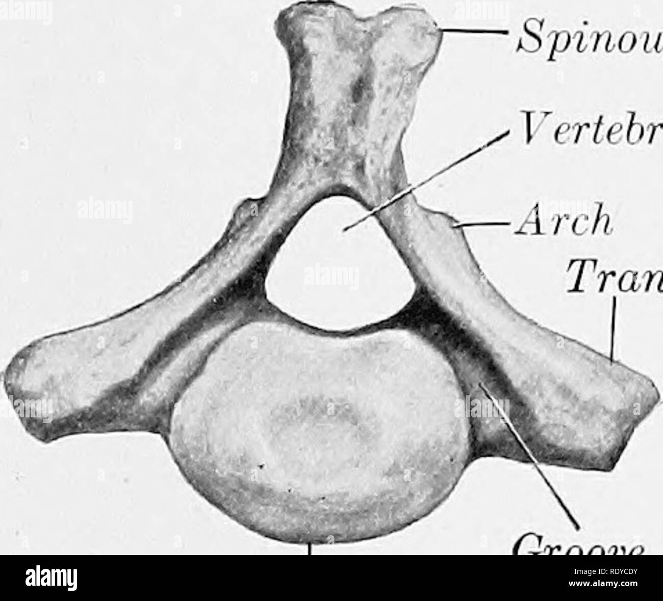 Sacral canal Black and White Stock Photos & Images - Alamy
