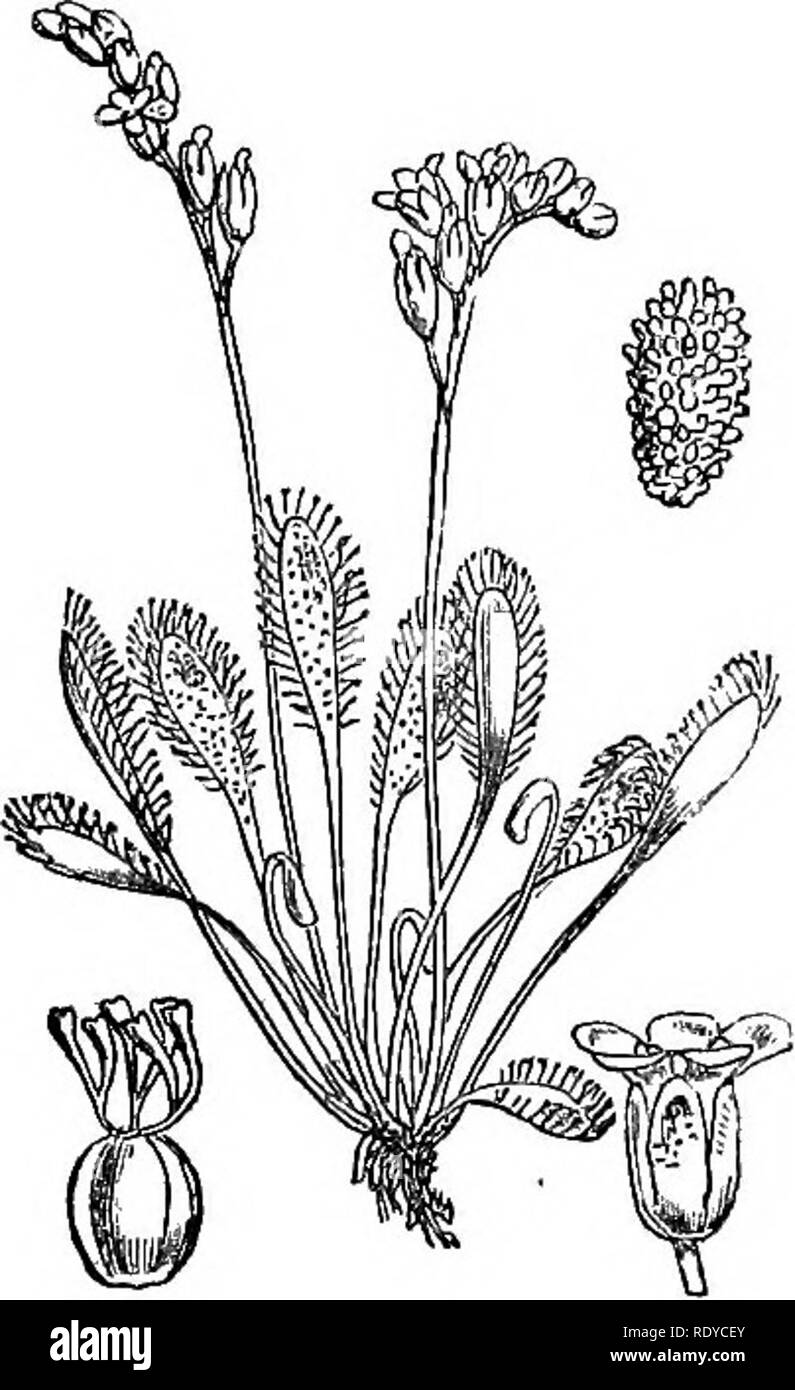 Drosera Black and White Stock Photos & Images - Alamy