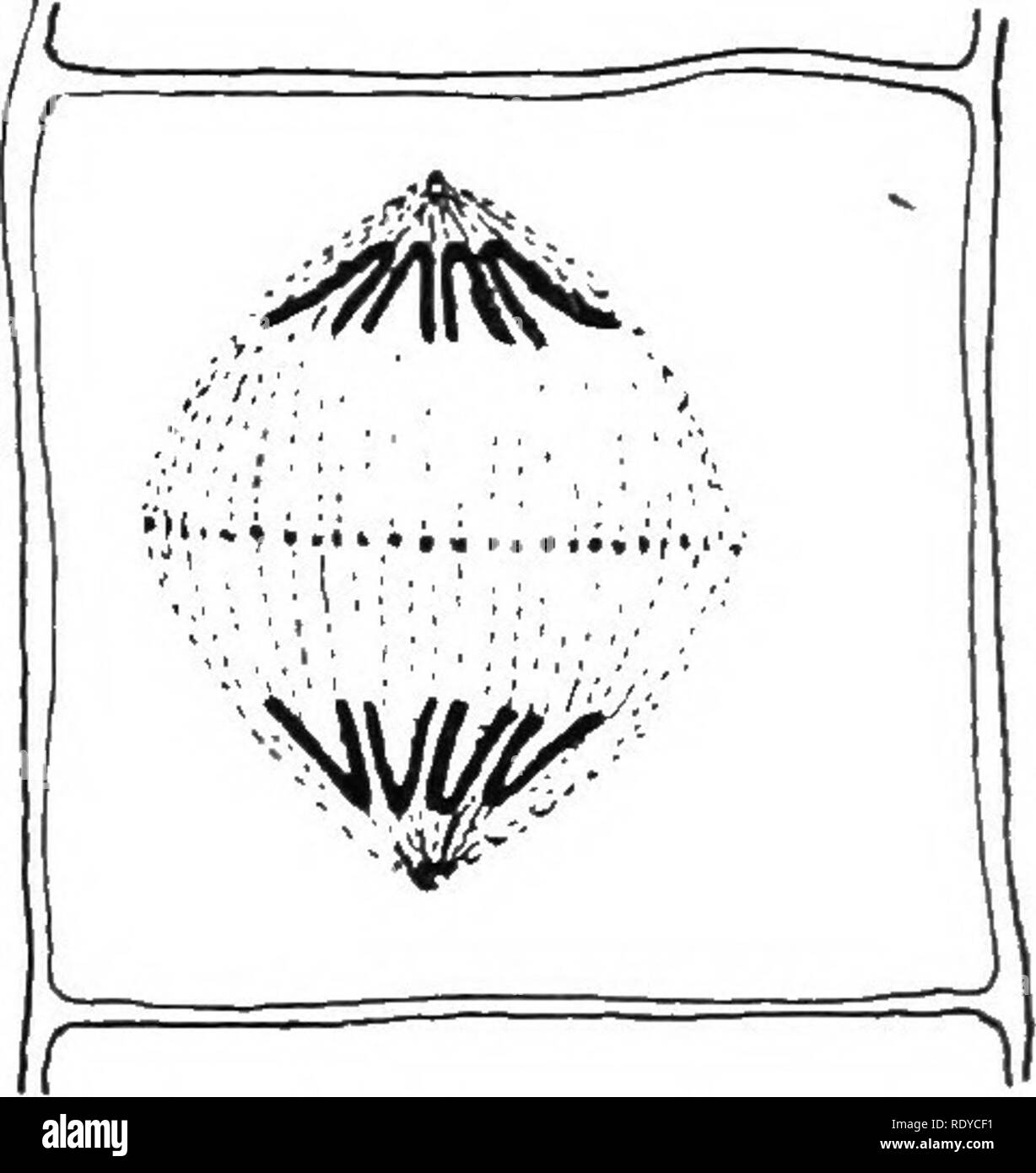 . The plant cell, its modifications and vital processes; a manual for ...