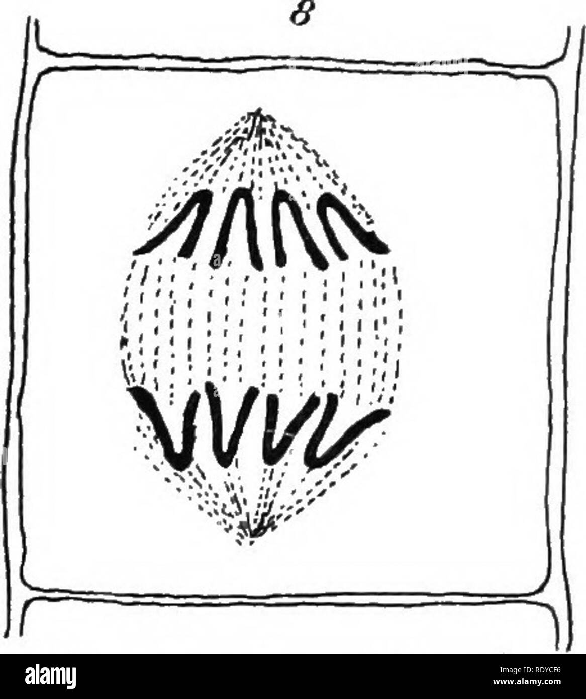 . The plant cell, its modifications and vital processes; a manual for ...