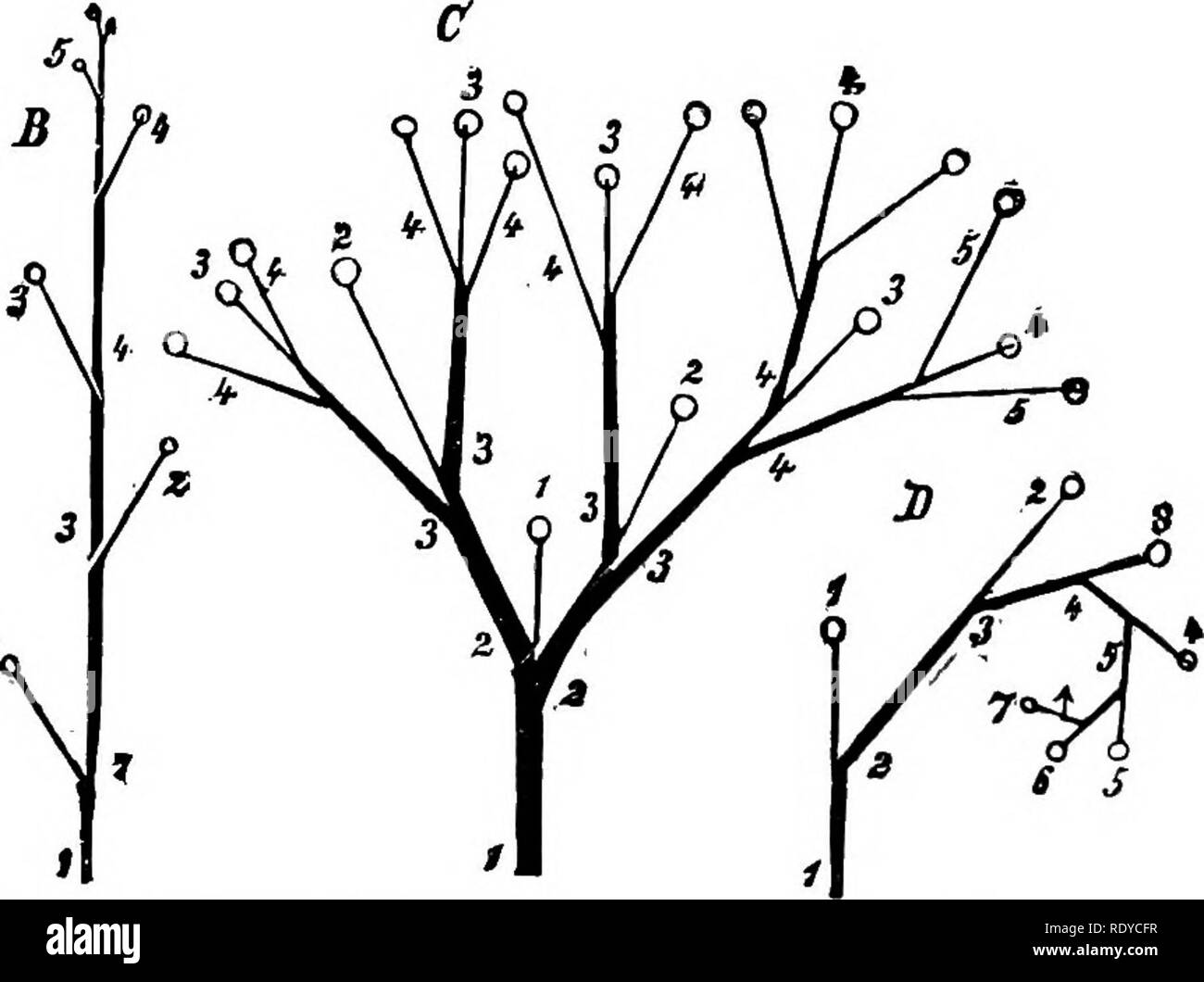 Monopodium Cut Out Stock Images & Pictures - Alamy