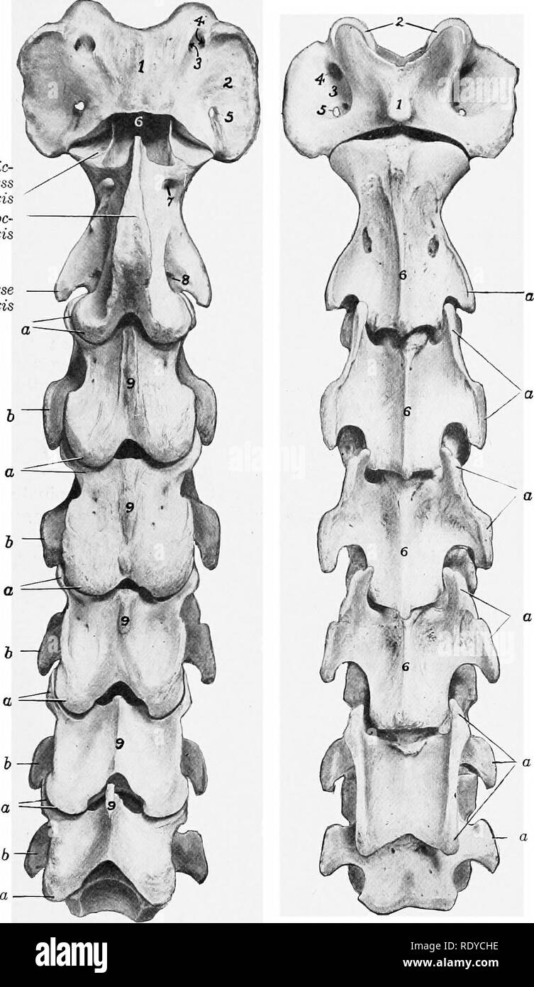 . The anatomy of the domestic animals . Veterinary anatomy. THE ...