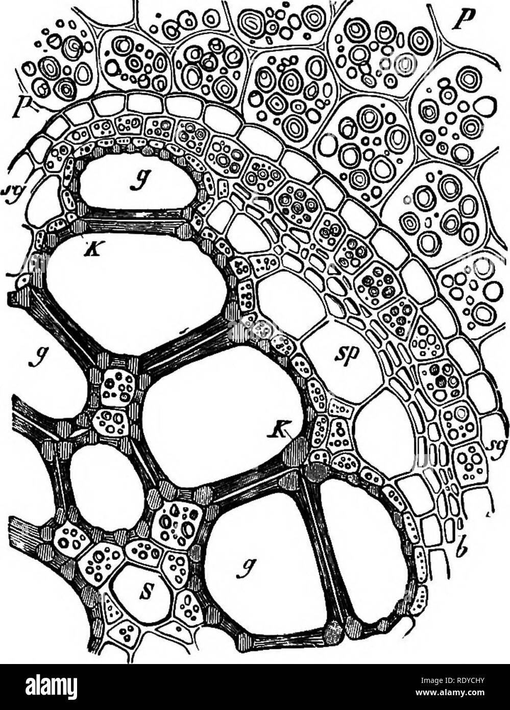 . The essentials of botany. Botany. 54 BOTANT. lariform tissue are ...