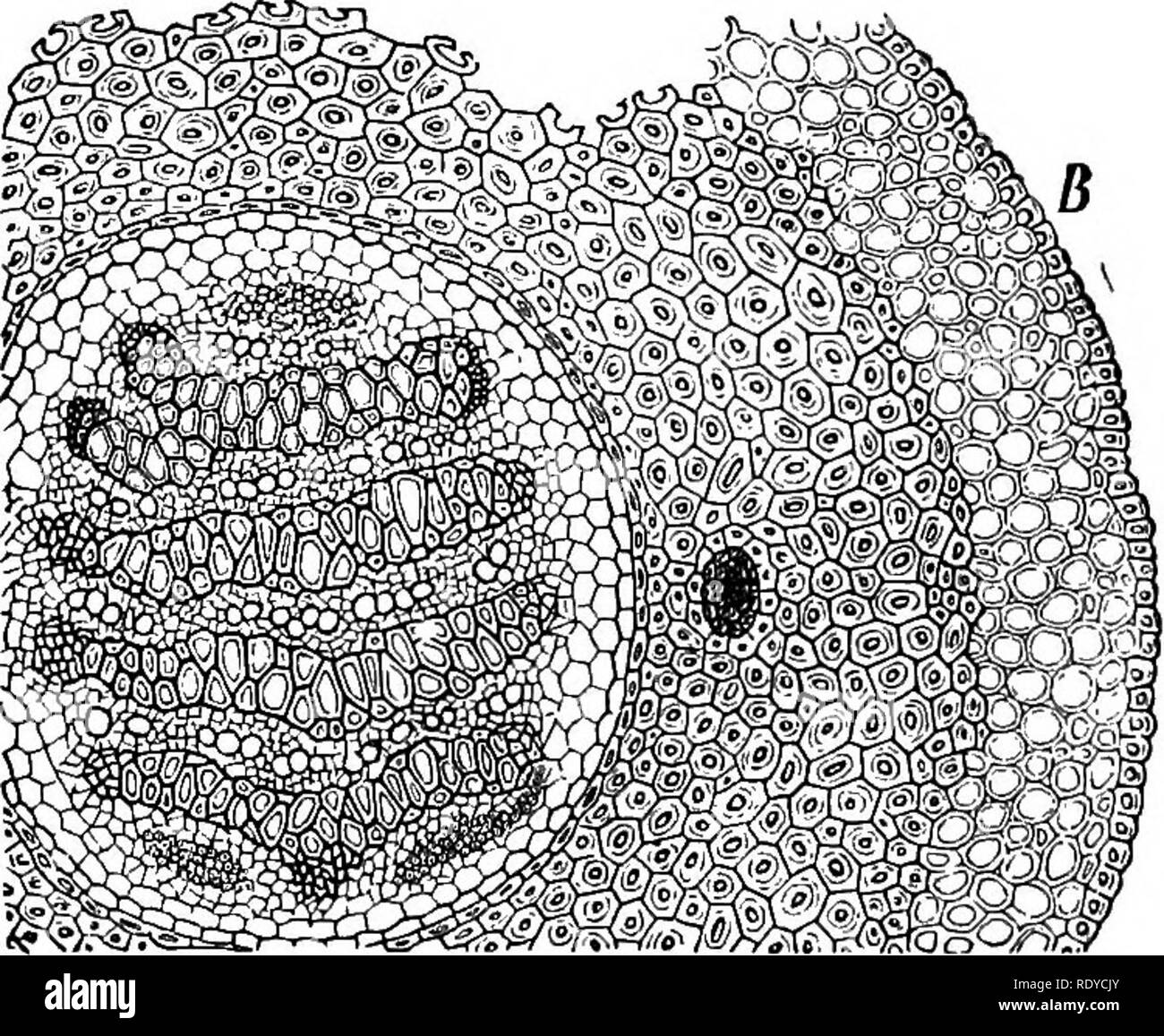 . The essentials of botany. Botany. 52 BOTANY. sheath (s); the latter ...