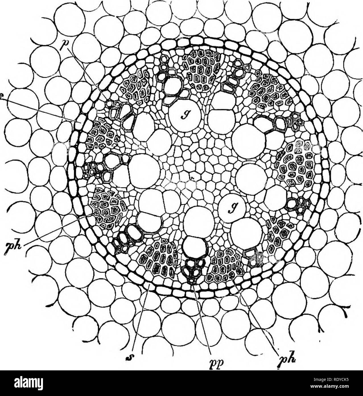 . The essentials of botany. Botany. THE GROUPS OF TISSUES, OB TISSUE ...