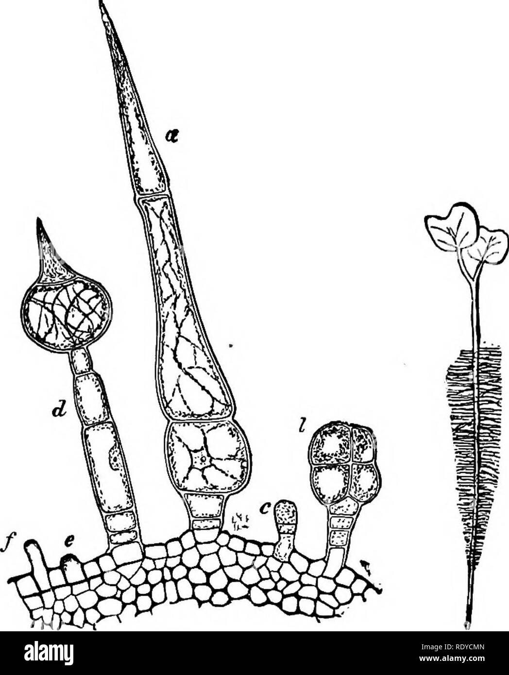 Transverse section of a plant root hi-res stock photography and images ...