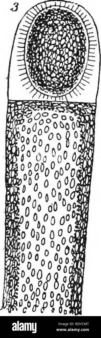 . The plant cell, its modifications and vital processes; a manual for ...