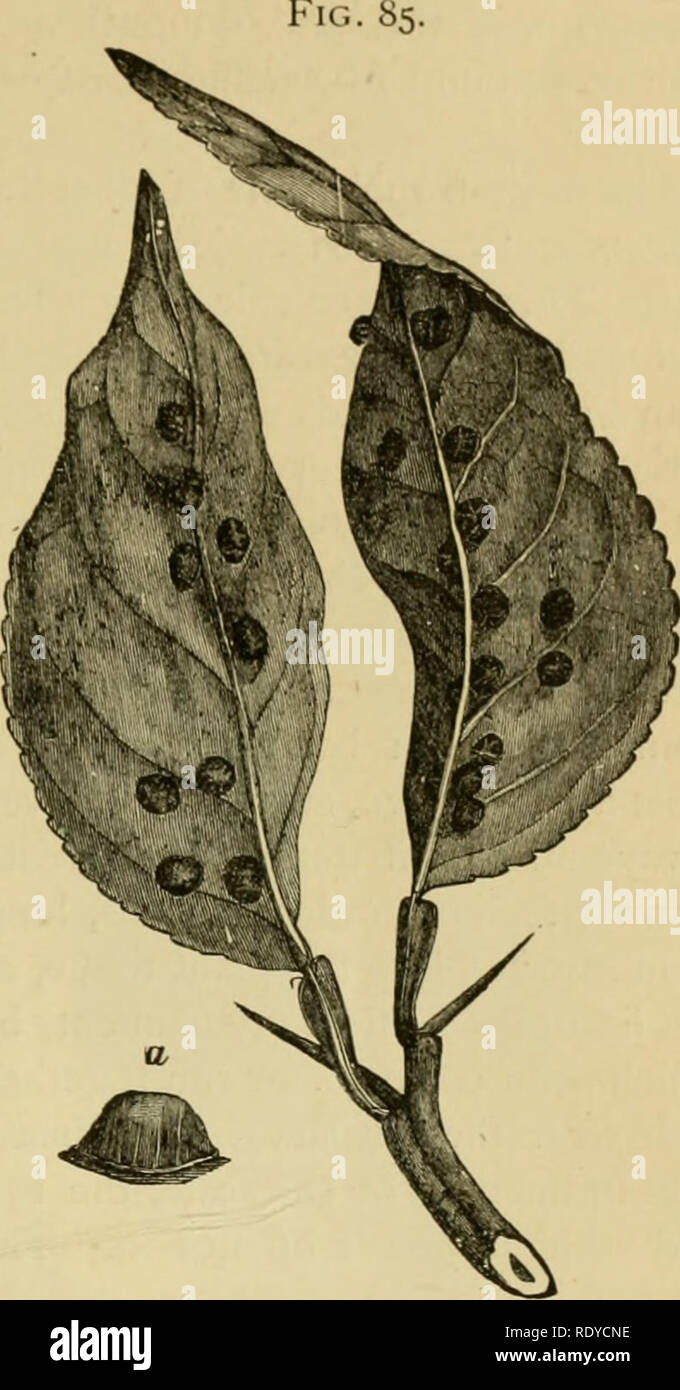 Scale insect egg cases hi-res stock photography and images - Alamy