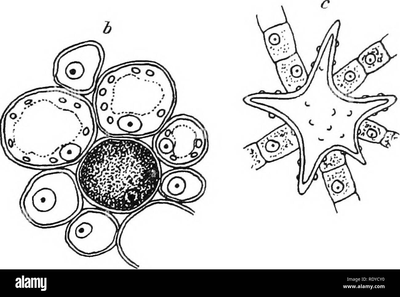 . The plant cell, its modifications and vital processes; a manual for ...