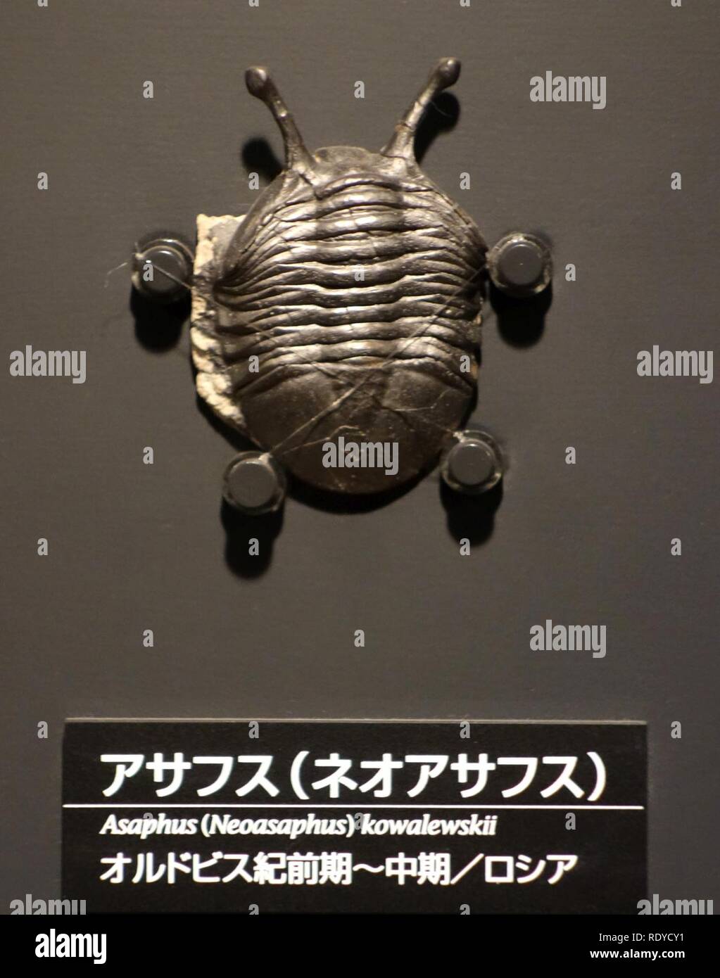 Asaphus (Neoasaphus) kowalewskii - National Stock Photo - Alamy