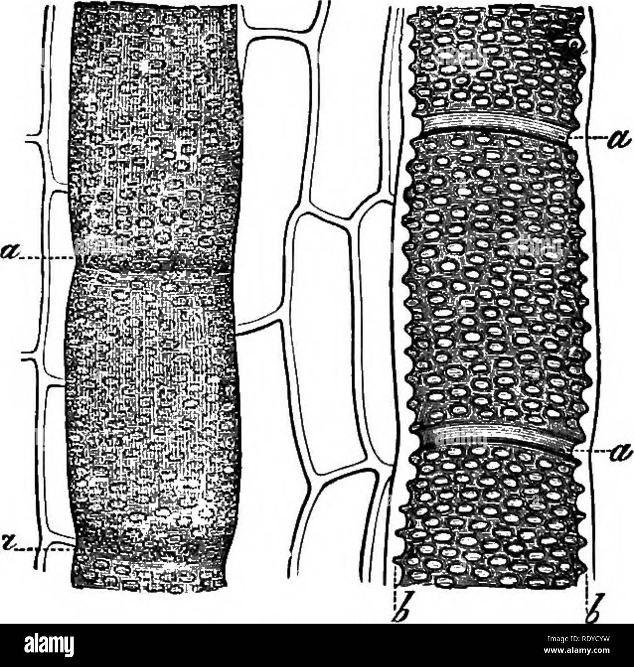 . The essentials of botany. Botany. sa BOTANY as the typical form, of ...