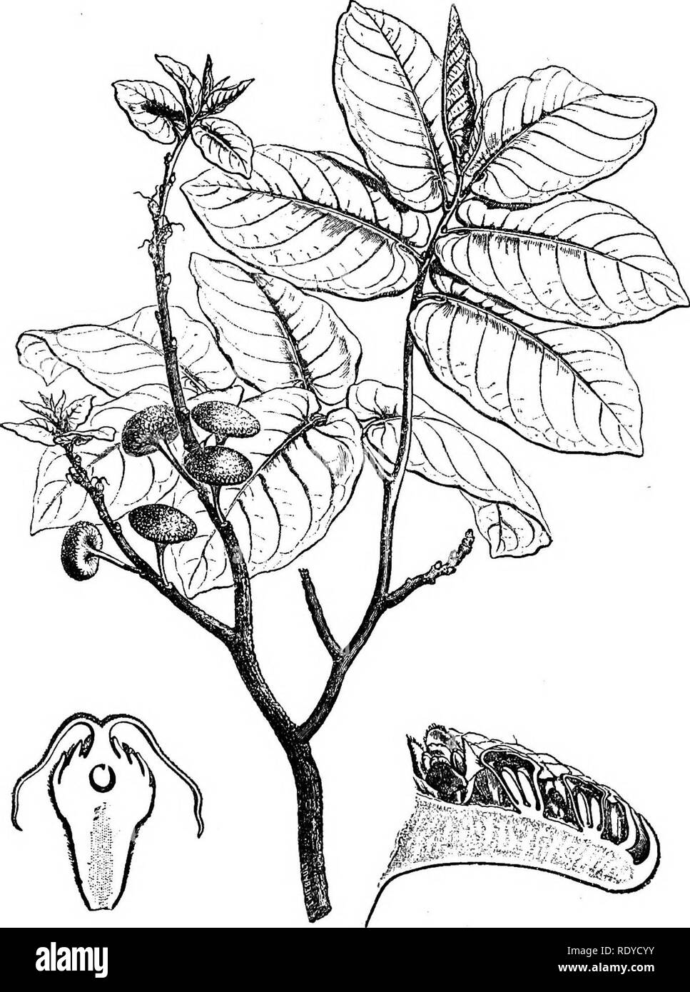 Upas tree antiaris toxicaria hi-res stock photography and images - Alamy