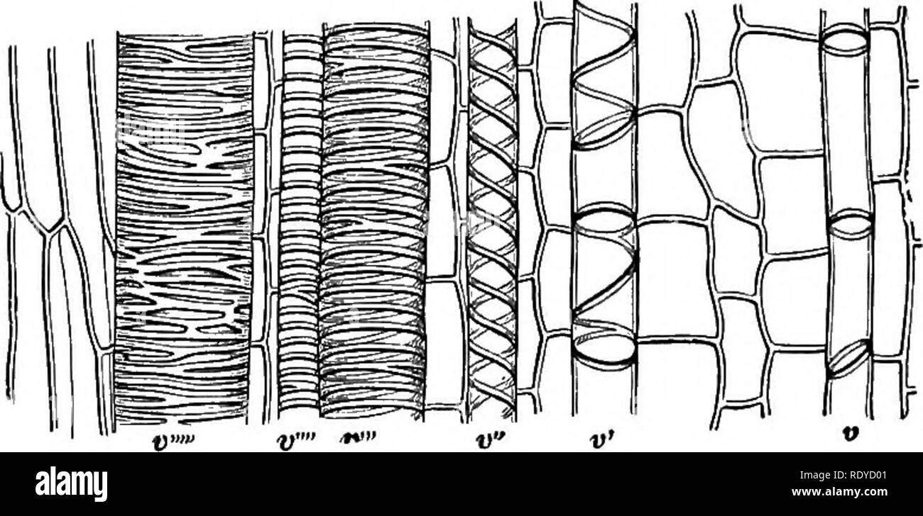 . The essentials of botany. Botany. THE TISSUES OF PLANTS 31 generally ...