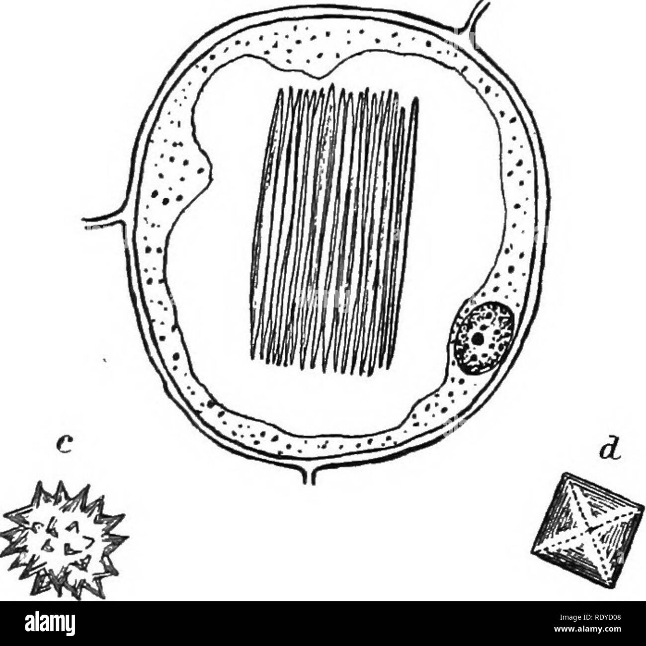 . The plant cell, its modifications and vital processes; a manual for ...