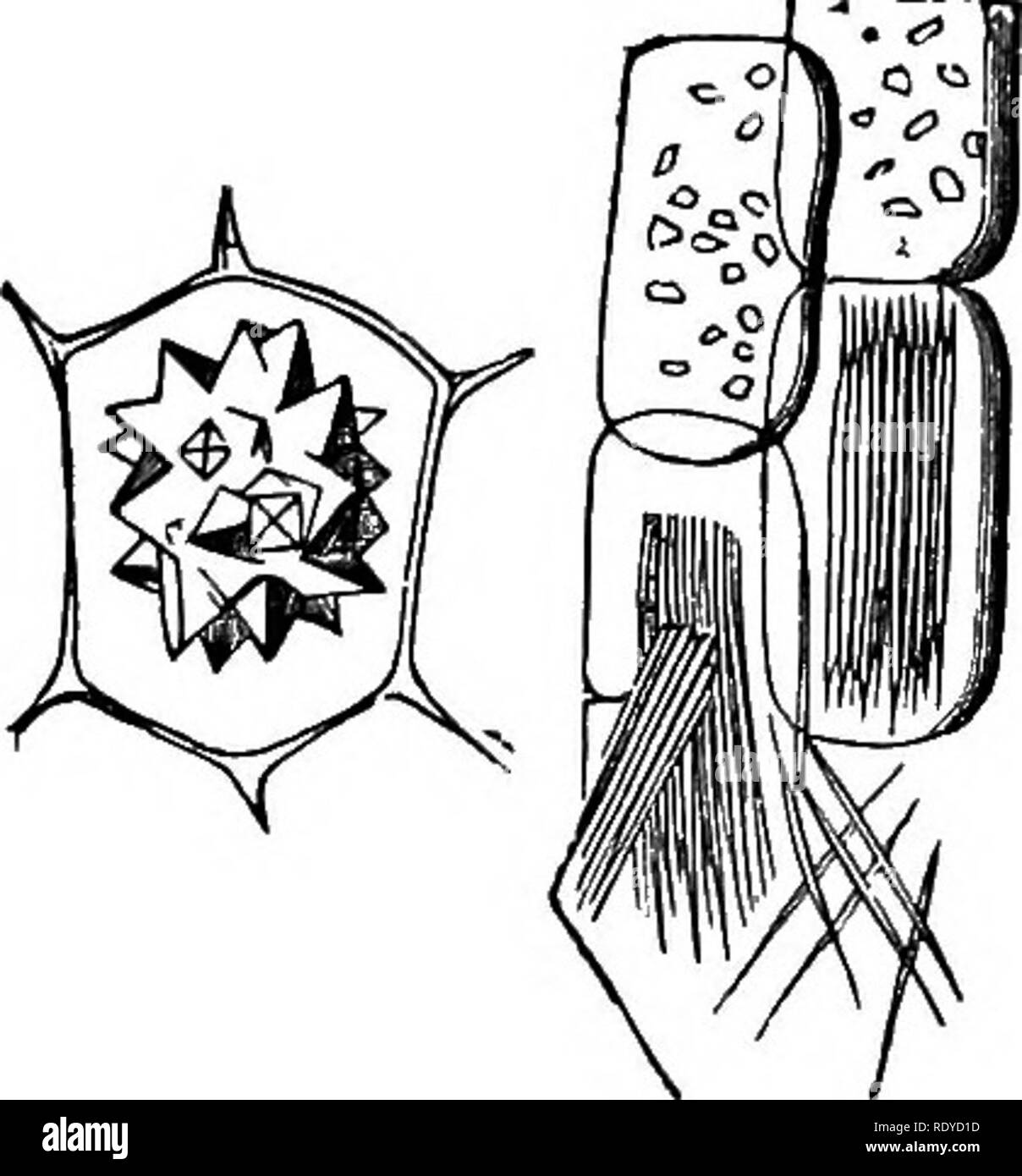 . The essentials of botany. Botany. PBOTOPLASM AND PLANT-CELLS. 17 ...