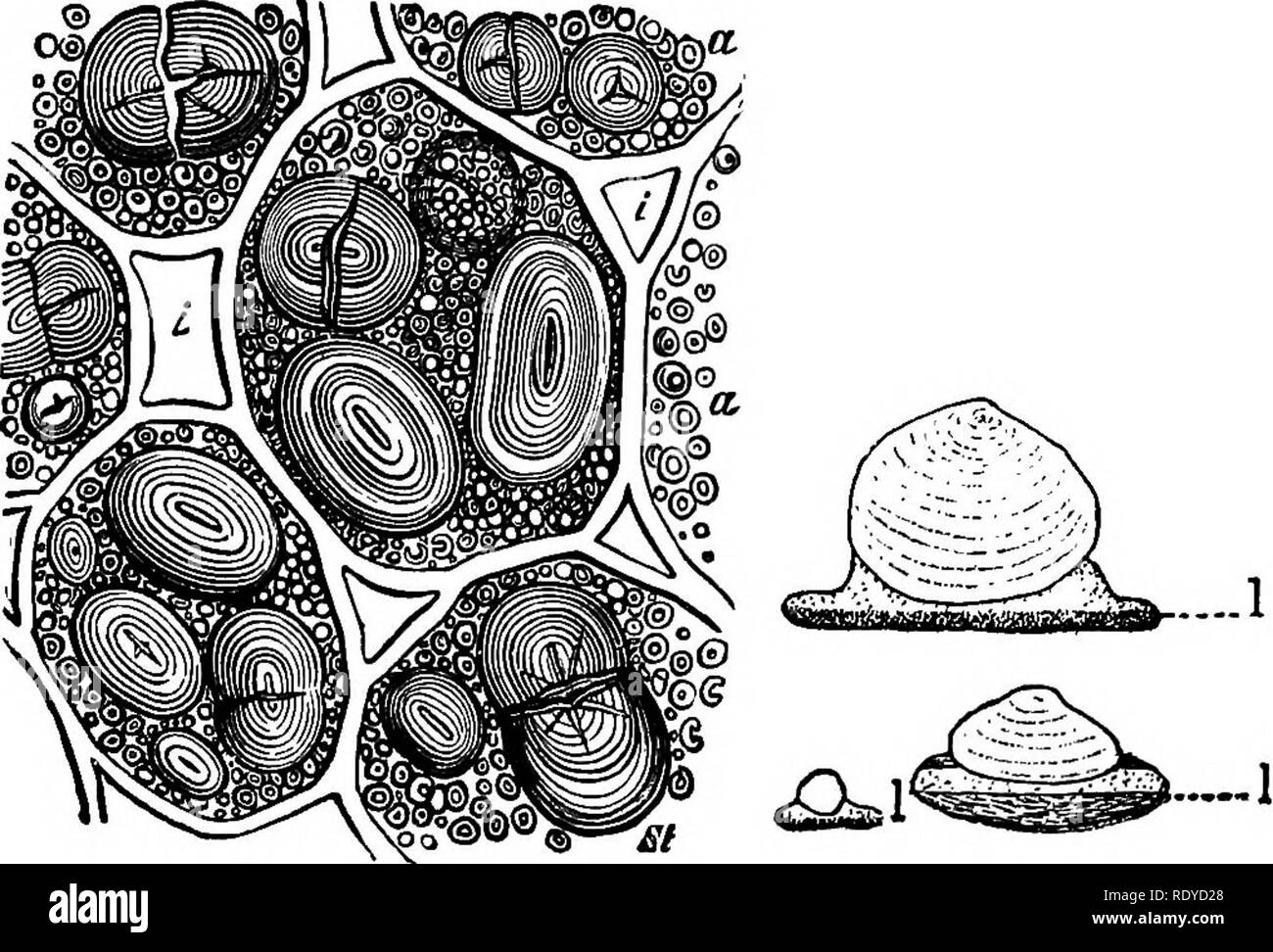 Starch granules in plant cells hi-res stock photography and images - Alamy
