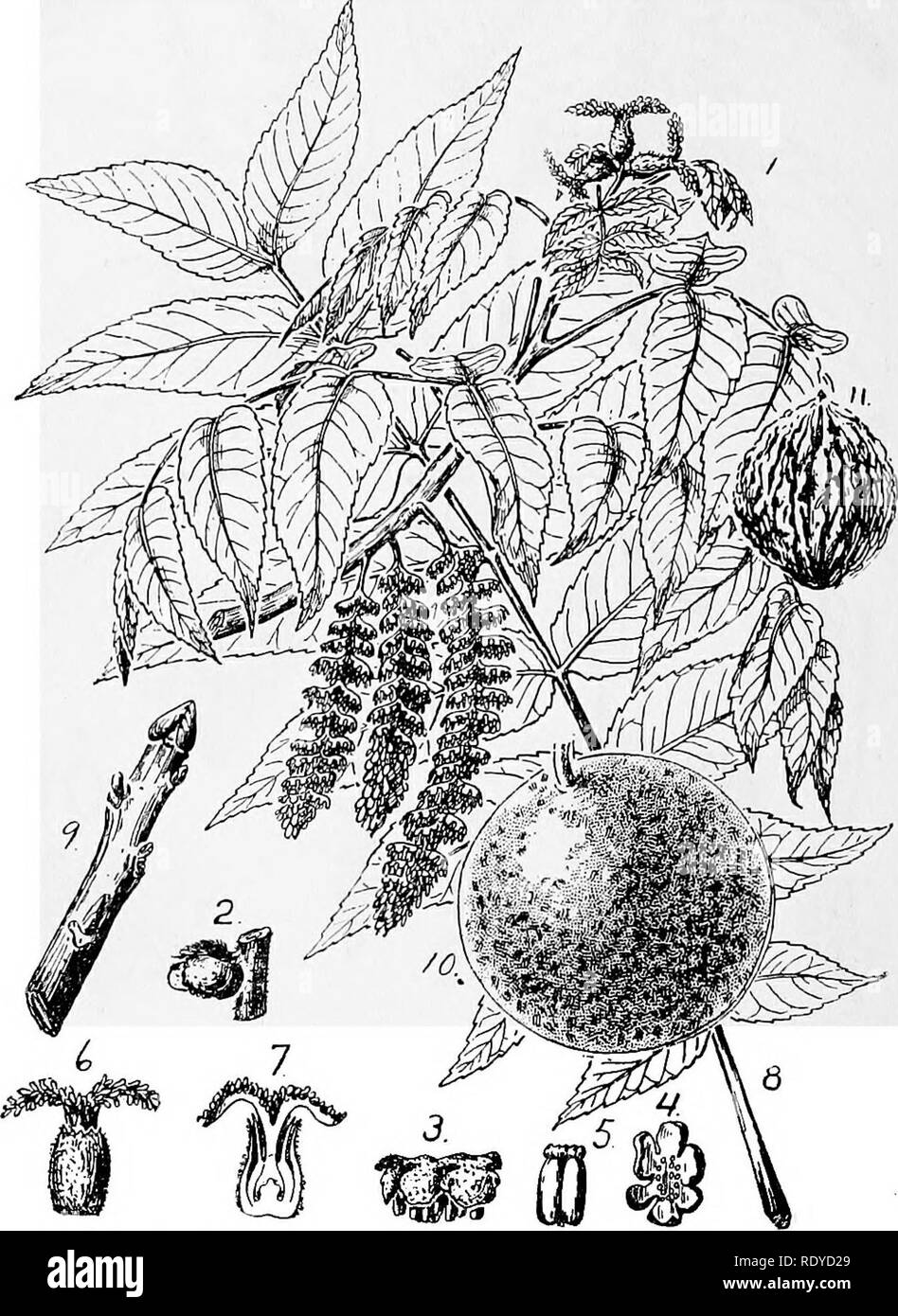 . A manual of poisonous plants, chiefly of eastern North America, with ...