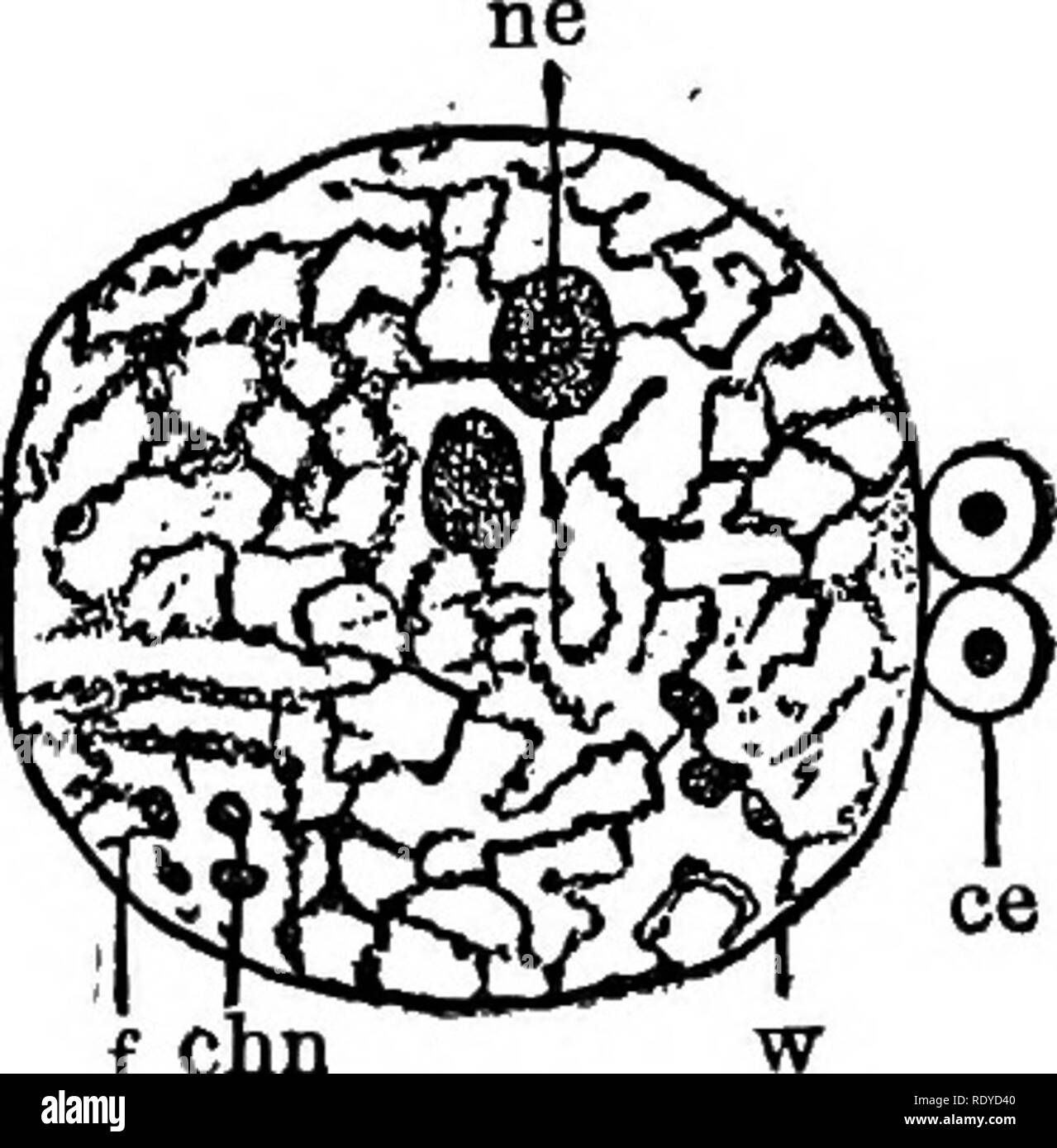 Cell nucleus cytoplasm Black and White Stock Photos & Images - Alamy