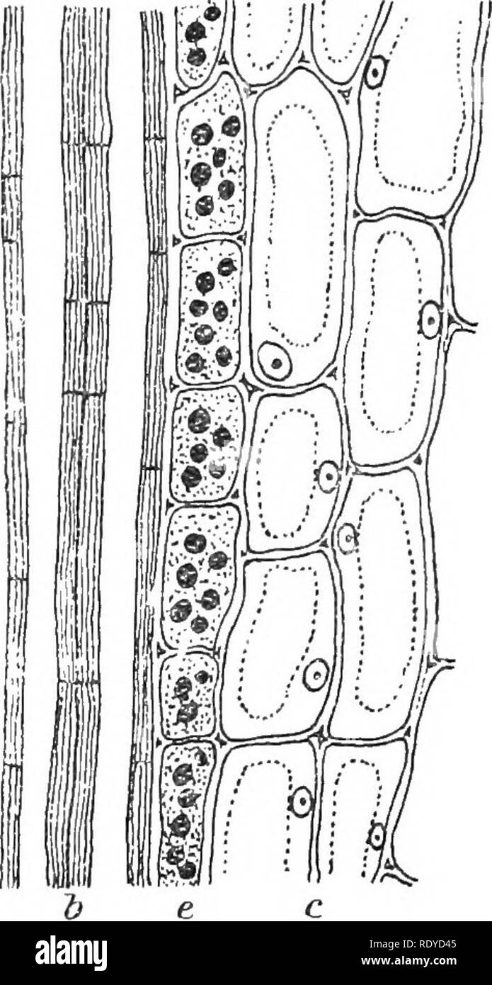 . The plant cell, its modifications and vital processes; a manual for ...