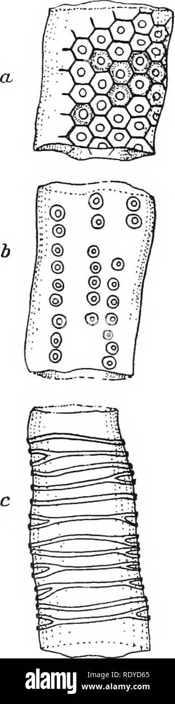 Bordered pit hi-res stock photography and images - Alamy