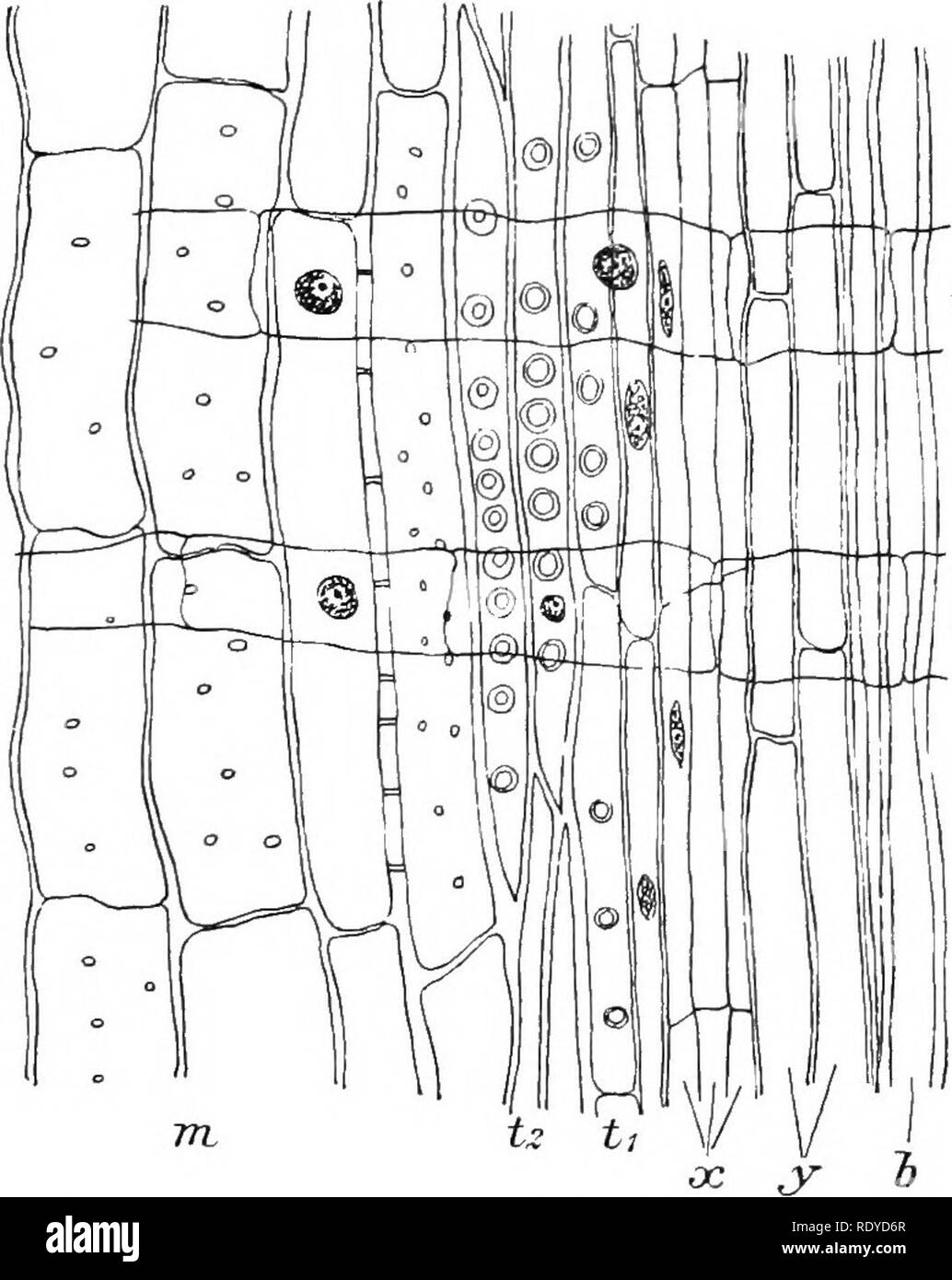 . The plant cell, its modifications and vital processes; a manual for ...