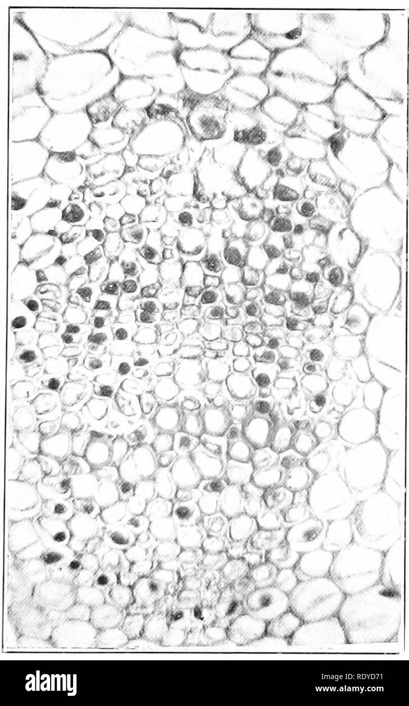 Dicotyledon anatomy hi-res stock photography and images - Alamy