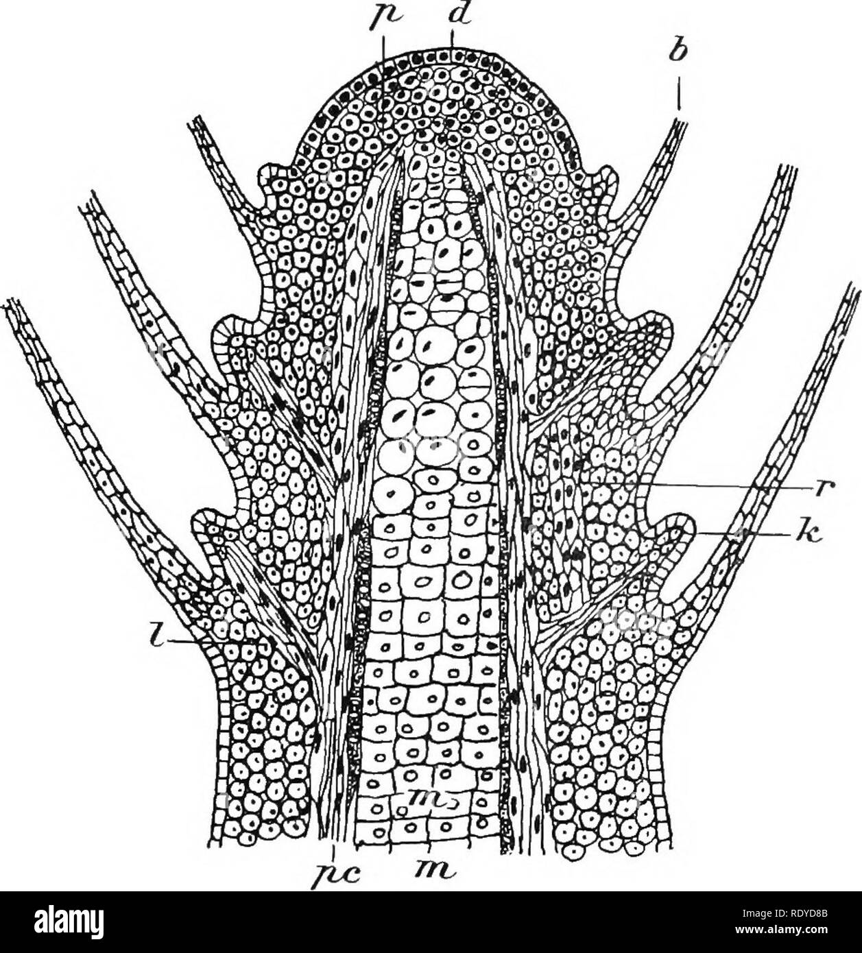 Meristematic tissue hi-res stock photography and images - Alamy