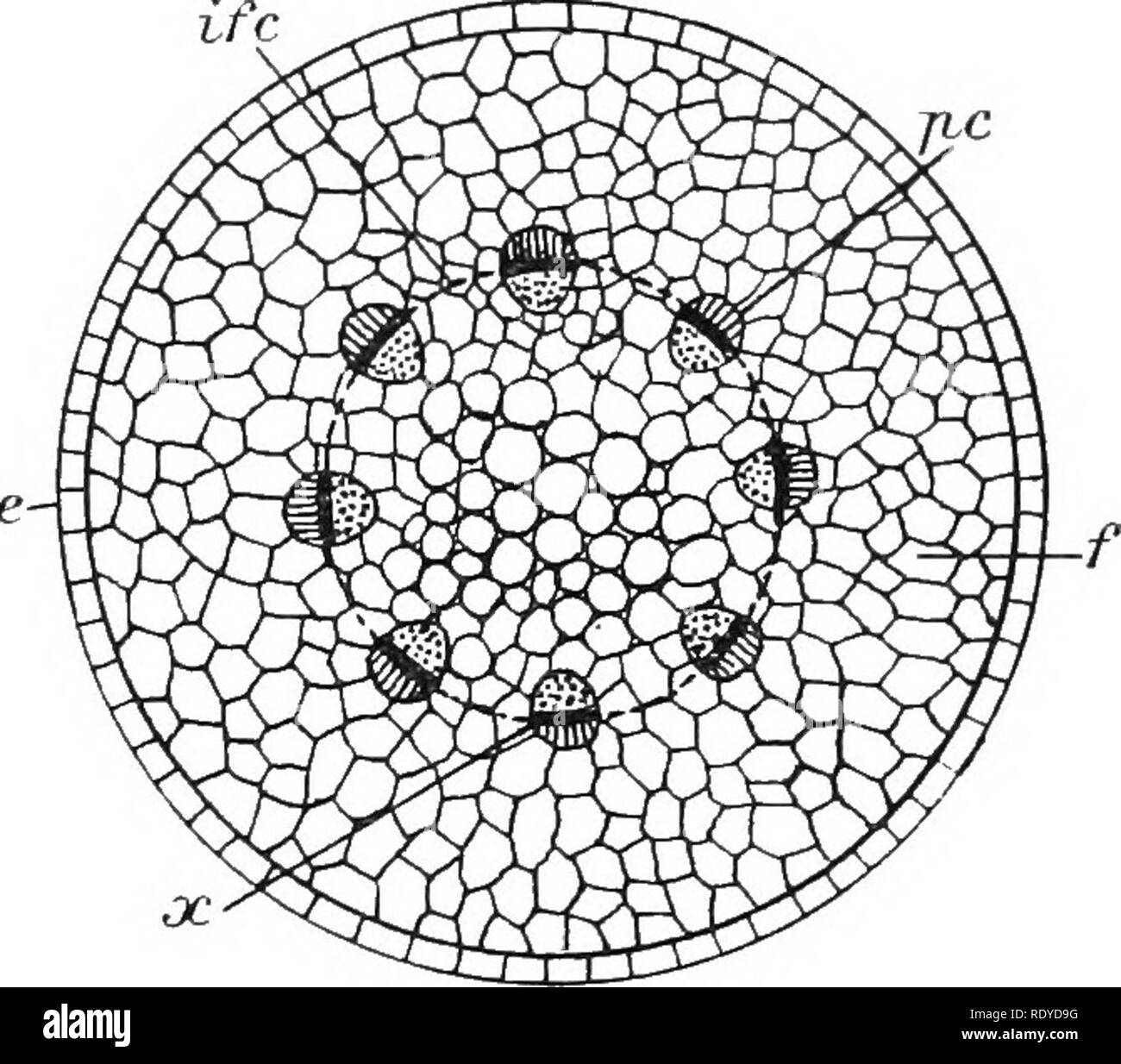 . The plant cell, its modifications and vital processes; a manual for ...