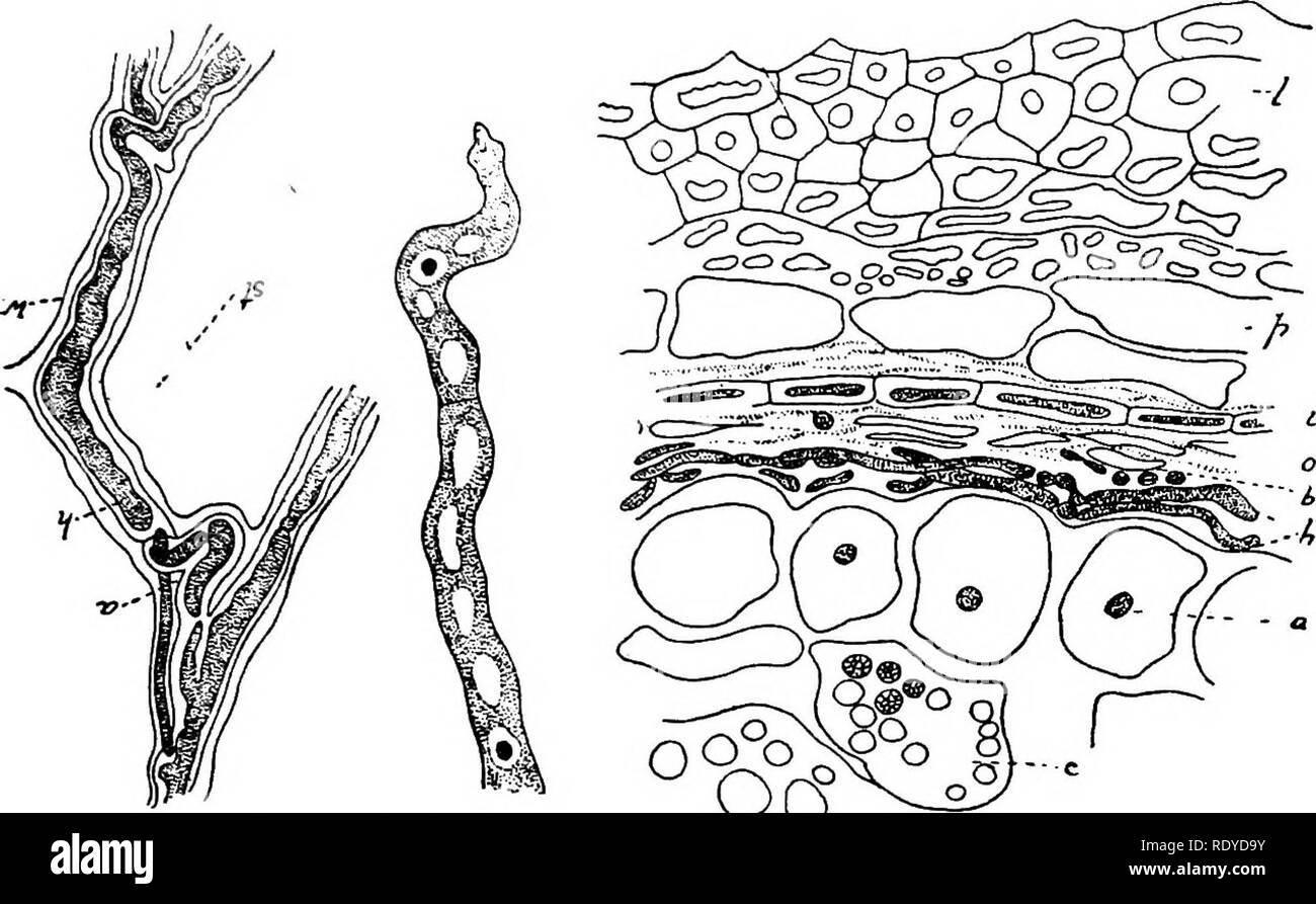 Poison darnel hi-res stock photography and images - Alamy
