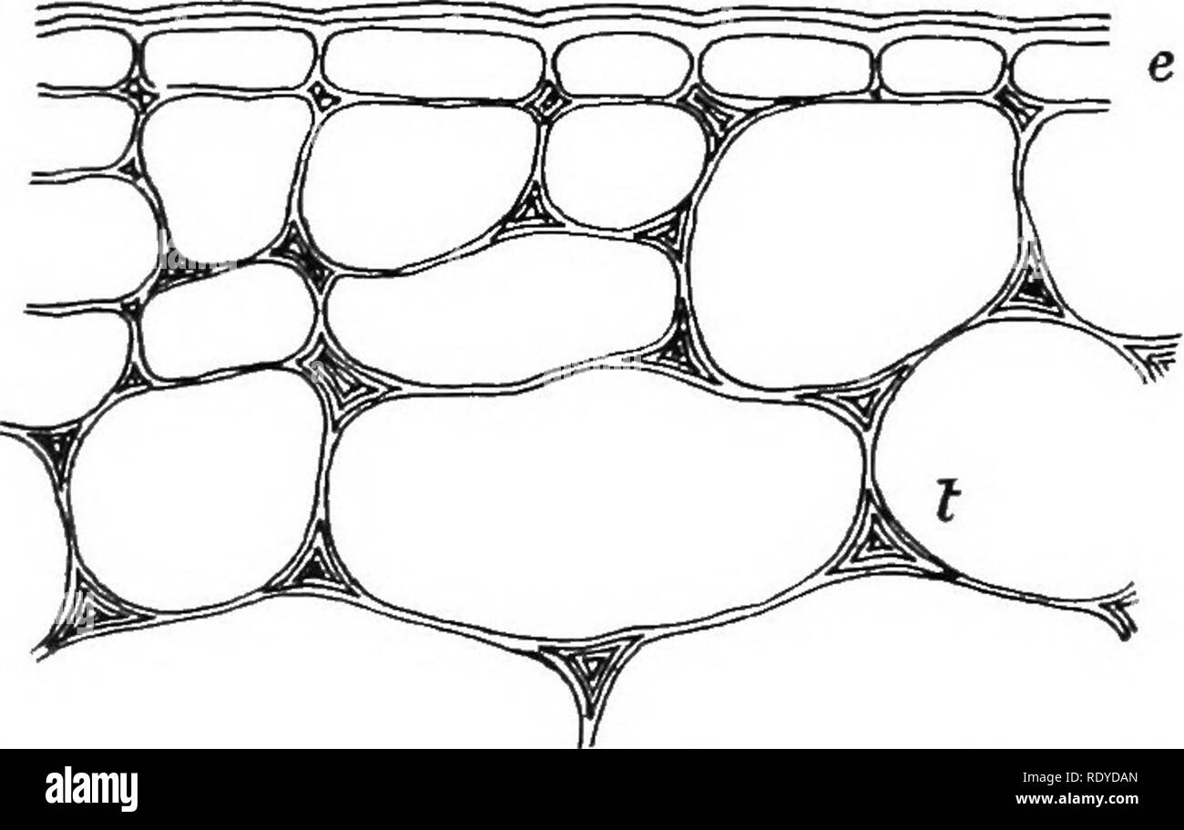 Collenchyma Tissue Labeled