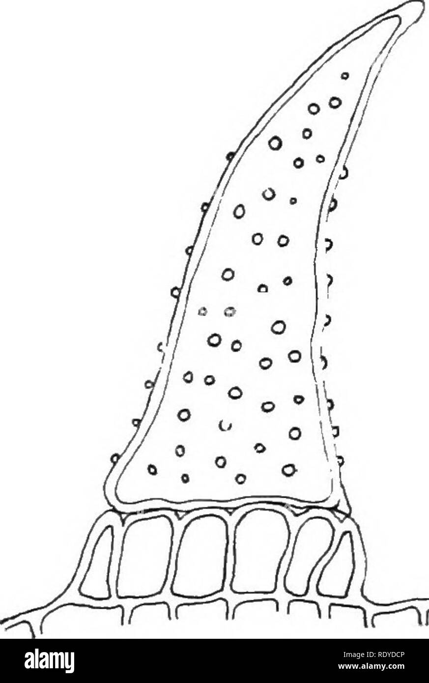 . The plant cell, its modifications and vital processes; a manual for ...