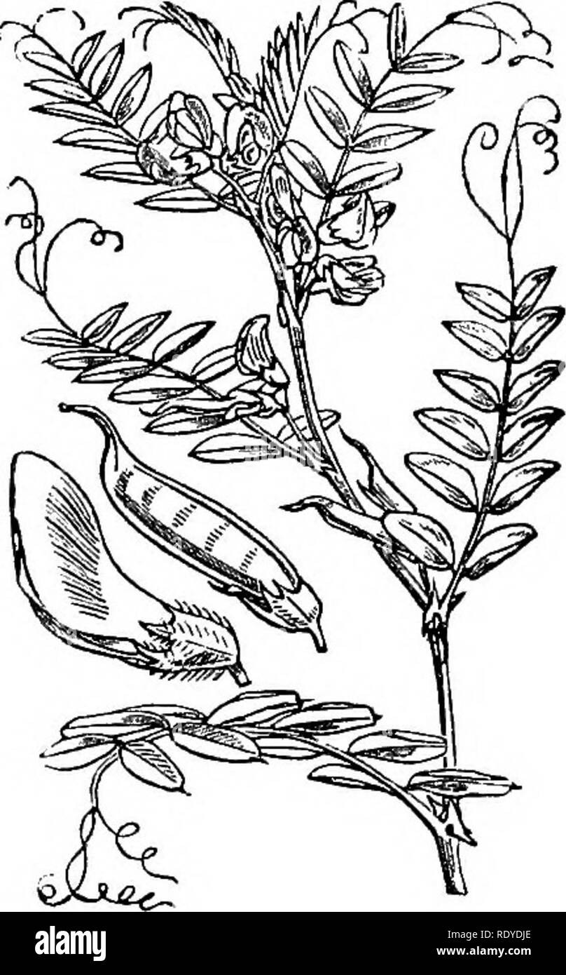 Orobus plant Black and White Stock Photos & Images - Alamy