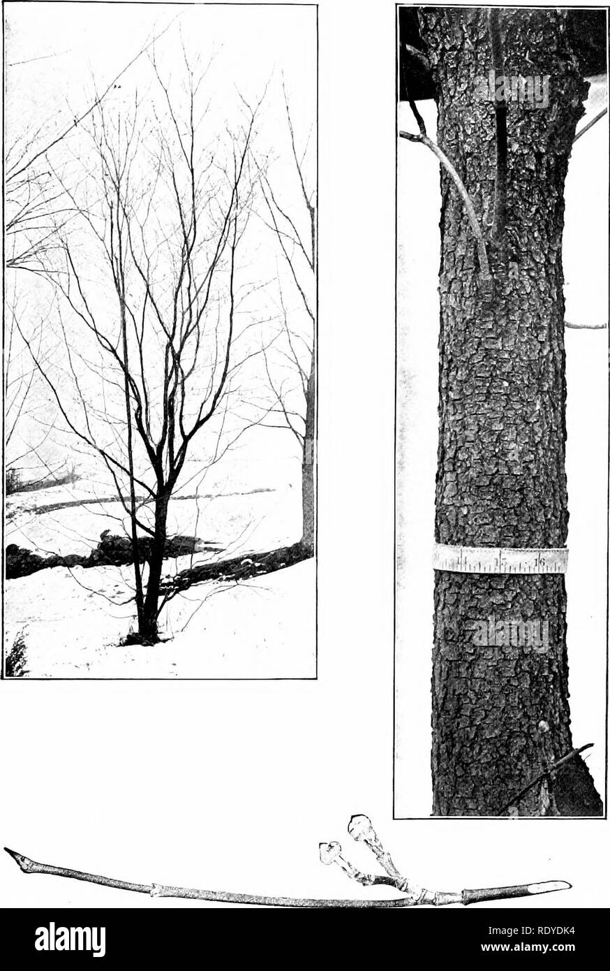 . New England trees in winter. Trees; Trees in winter. Flowering ...