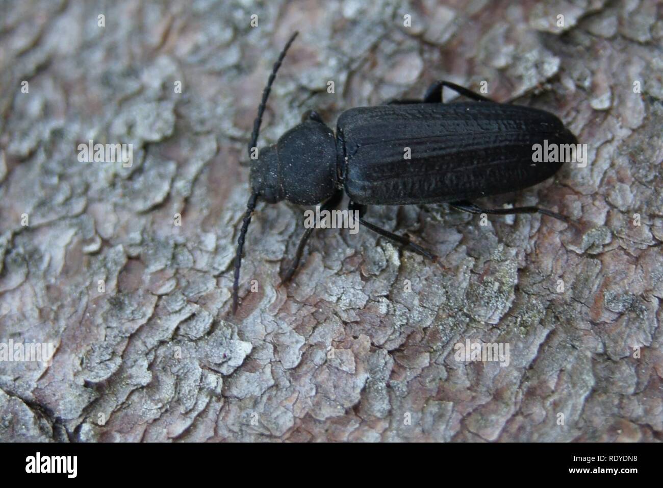 Asemum striatum hi-res stock photography and images - Alamy