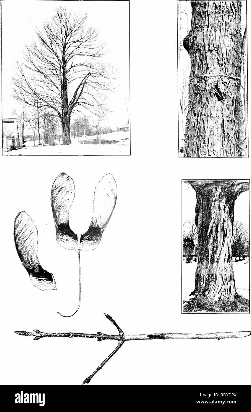 . New England trees in winter. Trees; Trees in winter. Sugar Maple ...