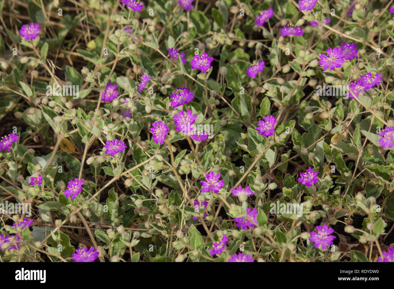 Purple Wildflowers in the Organ Mountains near Las Cruces New Mexico ...