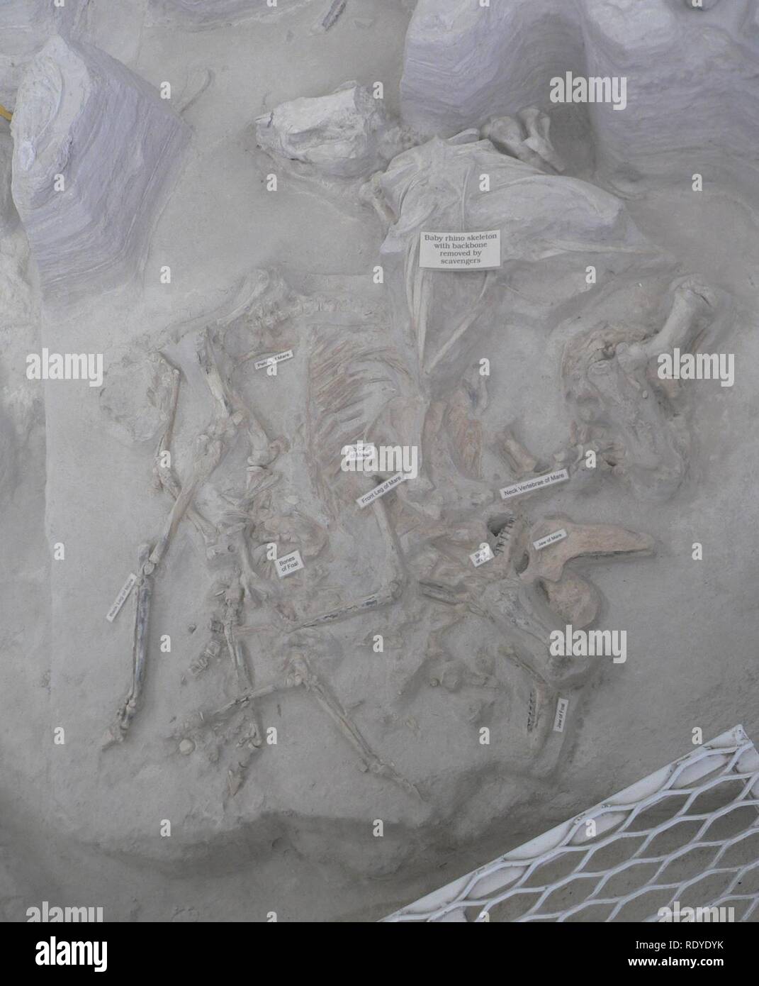 Ashfall fossil beds hi-res stock photography and images - Alamy