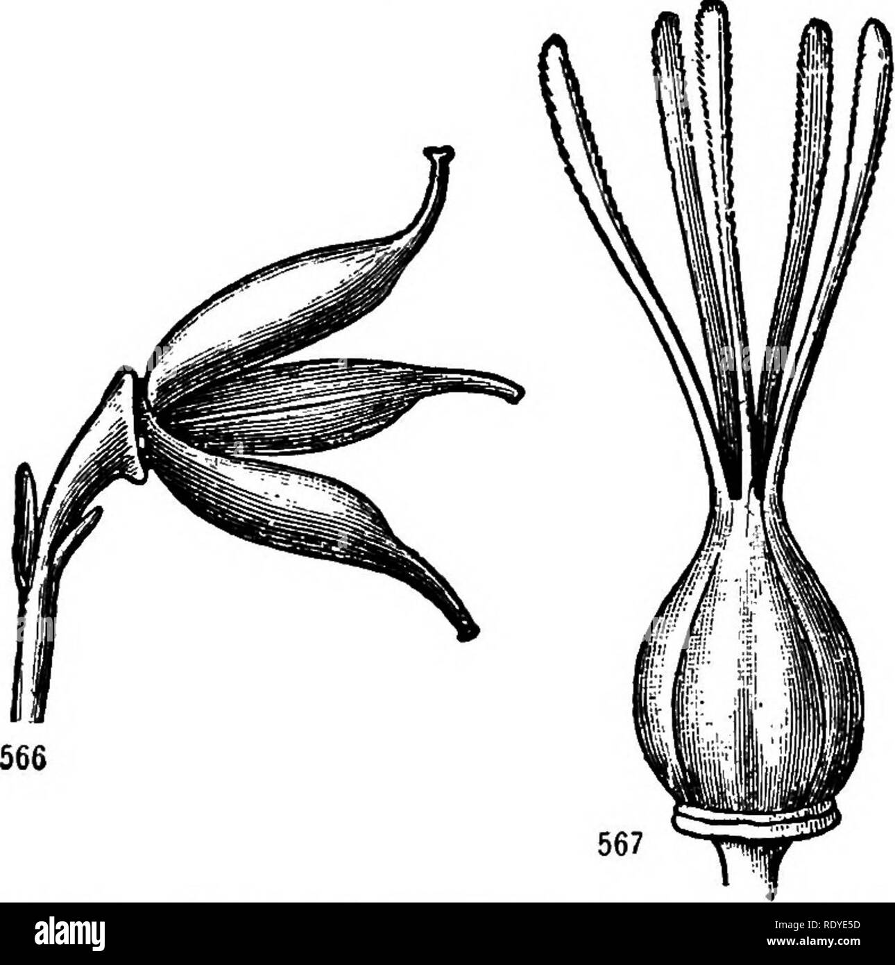 acropetal order example