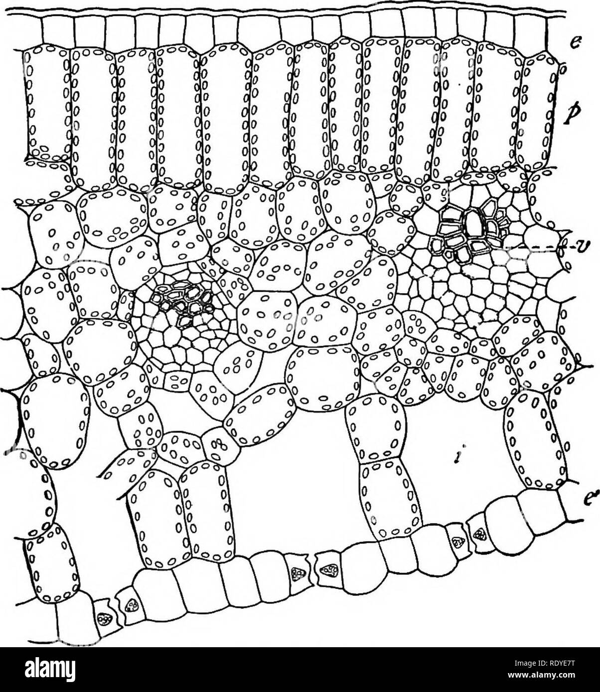 . A textbook of botany for colleges and universities ... Botany. 2 so ...
