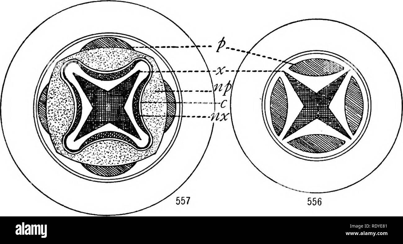 Xylem vessels hi-res stock photography and images - Alamy