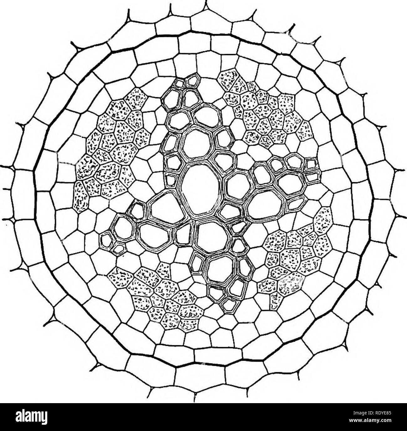 Cortex, and phloem Black and White Stock Photos & Images - Alamy